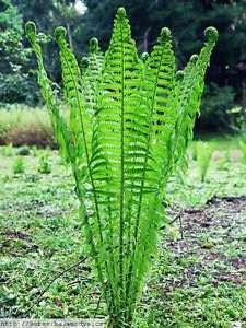 5 Tennessee Ostrich-glade Fern Rhizome Bare Root - Etsy