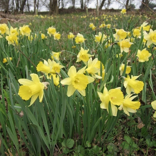 Wild Daffodil 50 Bulbslent Lily NARCISSUS PSEUDONARCISSUS - Etsy