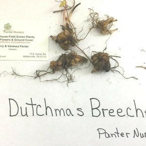 5 Dutchman's Breeches Dicentra Cucullaria - Etsy