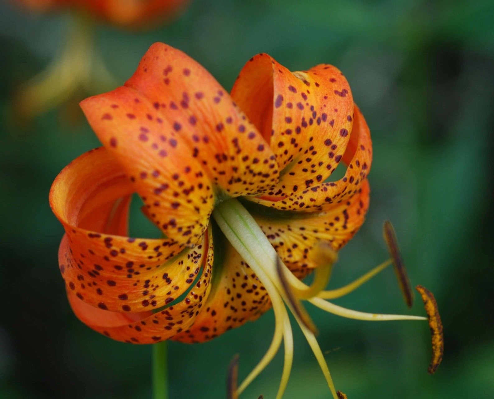 Turk's Cap Lily 5 Root Bulbs Lilium Superbum - Etsy