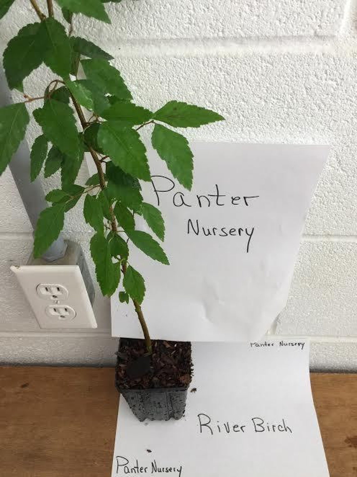 River Birch Single Stem Tree (betulanigra) - Etsy