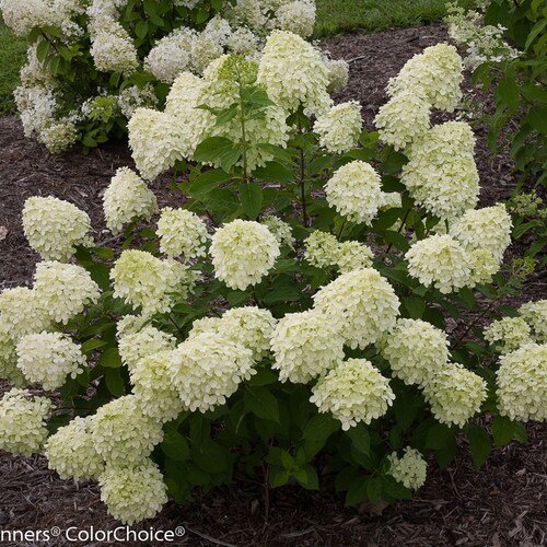 Little Lime® Hardy Hydrangea hydrangea Paniculata - Etsy