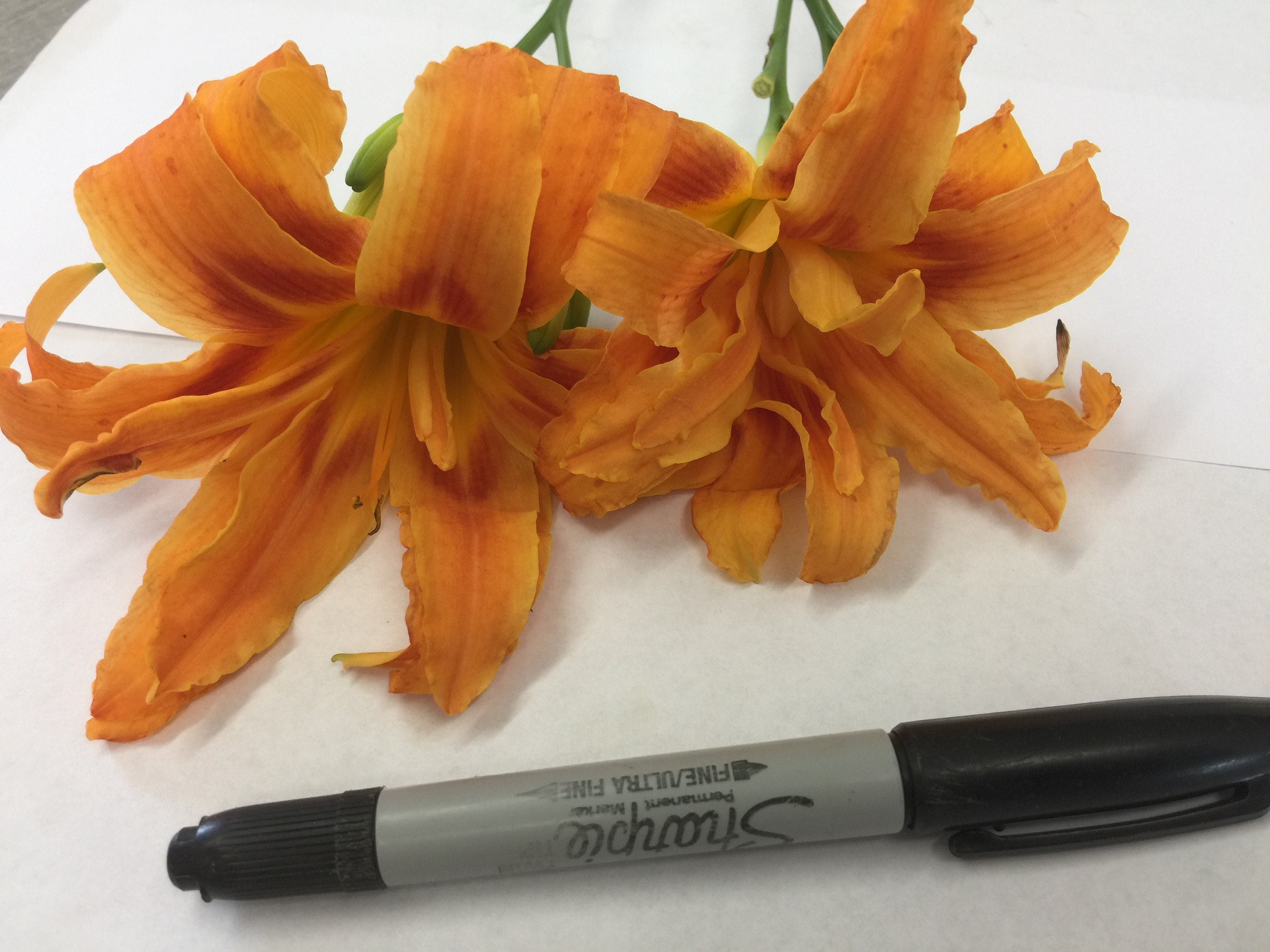 3 ORANGE DOUBLE BLOOM Daylily Fans/root Systems - Etsy