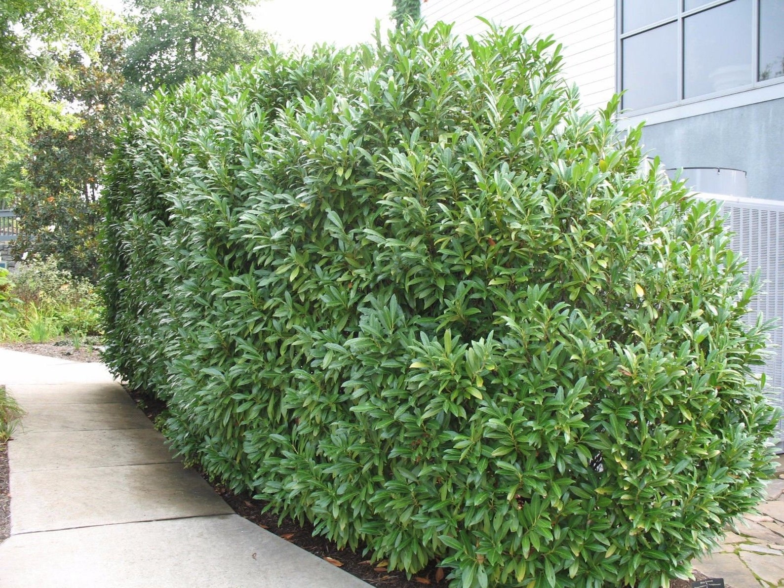 25 Schip Laurel Shrub-hedge (prunus Laurocerasus 'schipkaensis') - Etsy