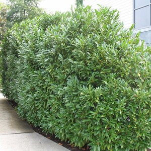 25 Schip Laurel Shrub-hedge (prunus Laurocerasus 'schipkaensis') - Etsy