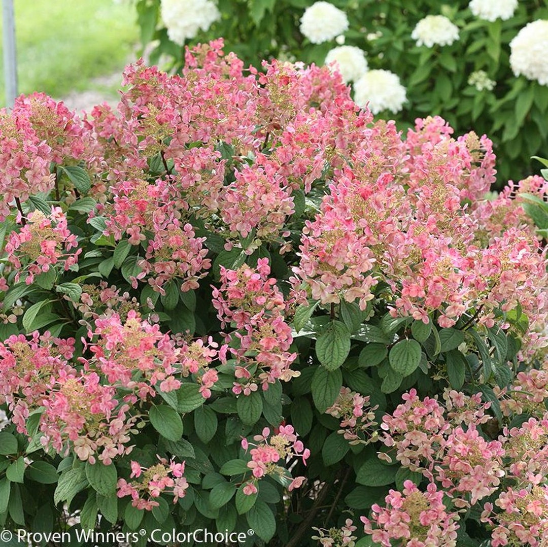 Little QUICK FIRE® Hydrangea Petite Shrub - Etsy