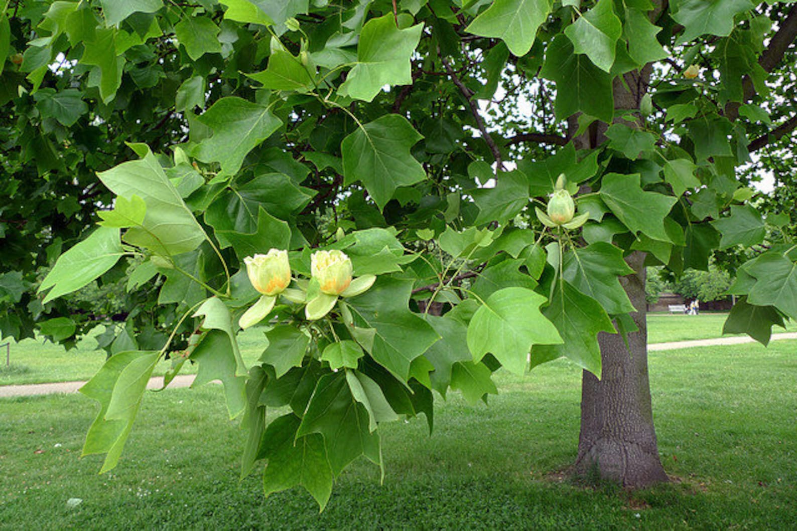 Tulip Tree Liriodendrontulipifera - Etsy