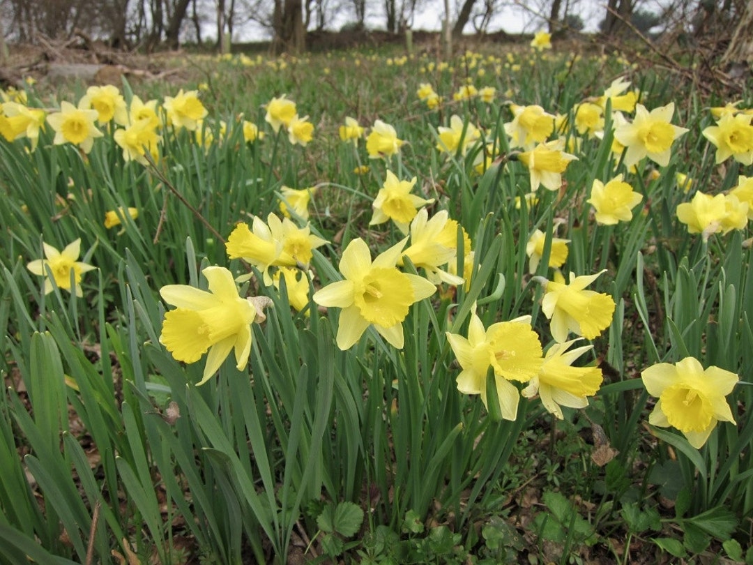 Wild Daffodil 25 Bulbs Buttercup,lent Lily (NARCISSUS PSEUDONARCISSUS ...