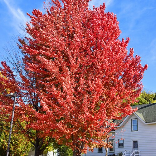 Celebration Maple Qt. Pot - Etsy
