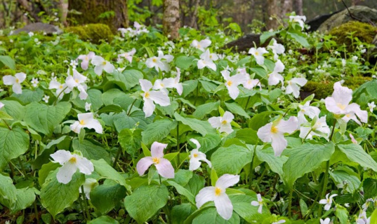 5 White Trillium Bulbs Wood Lily (trillium Graniflorium) - Etsy