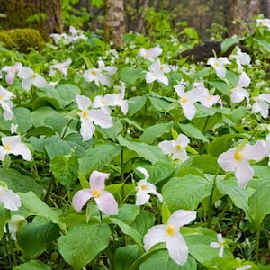 5 White Trillium Bulbs Wood Lily (trillium Graniflorium) - Etsy