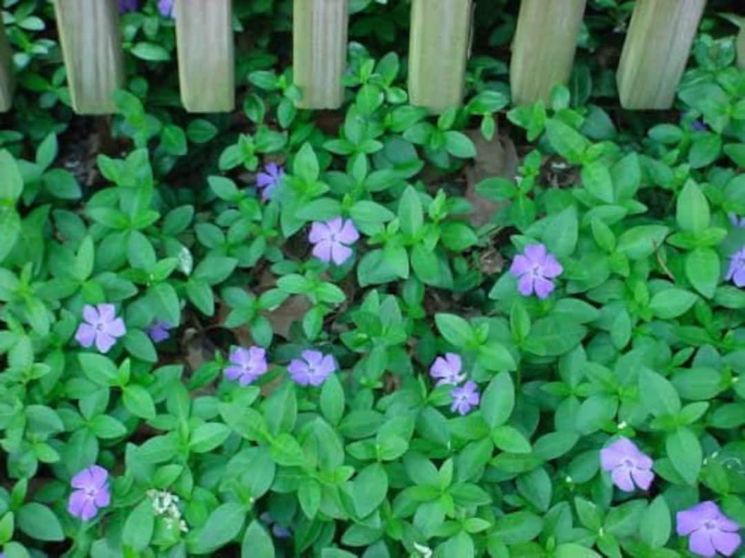 Vinca Minor Vine 4" Pot Graveyard Vine - Etsy