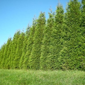 Green Giant 4" Pot 12-18" Tall - Etsy