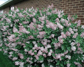 Miss Kim Lilac Dwarf Plant-shrub BEAUTIFUL FRAGRANT Ivory-violet Blooms ...