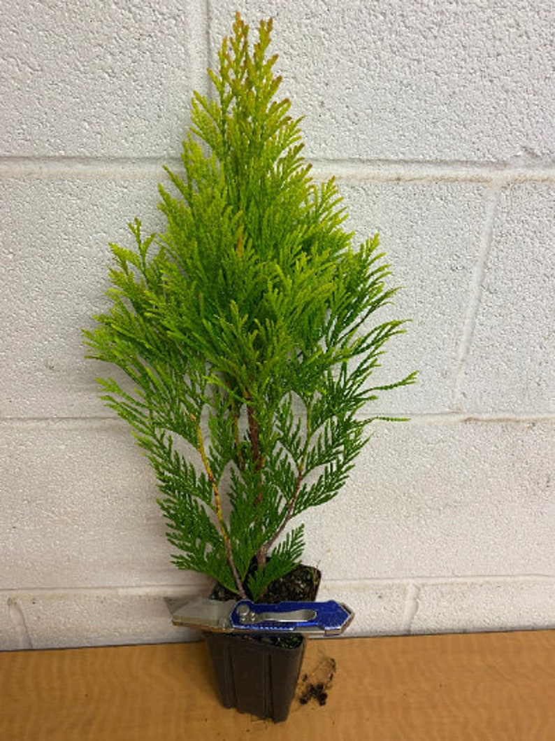 Emerald Green 4" Pot Arborvitae - Etsy