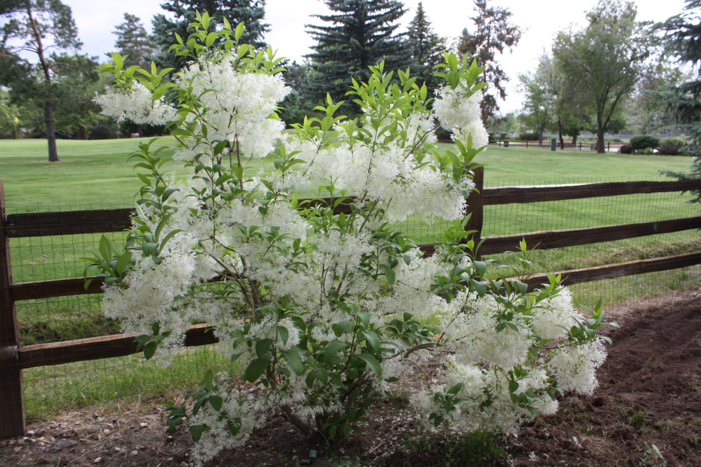 White Fringe Tree Qt. Pot Grancy Graybeard Chionanthus - Etsy