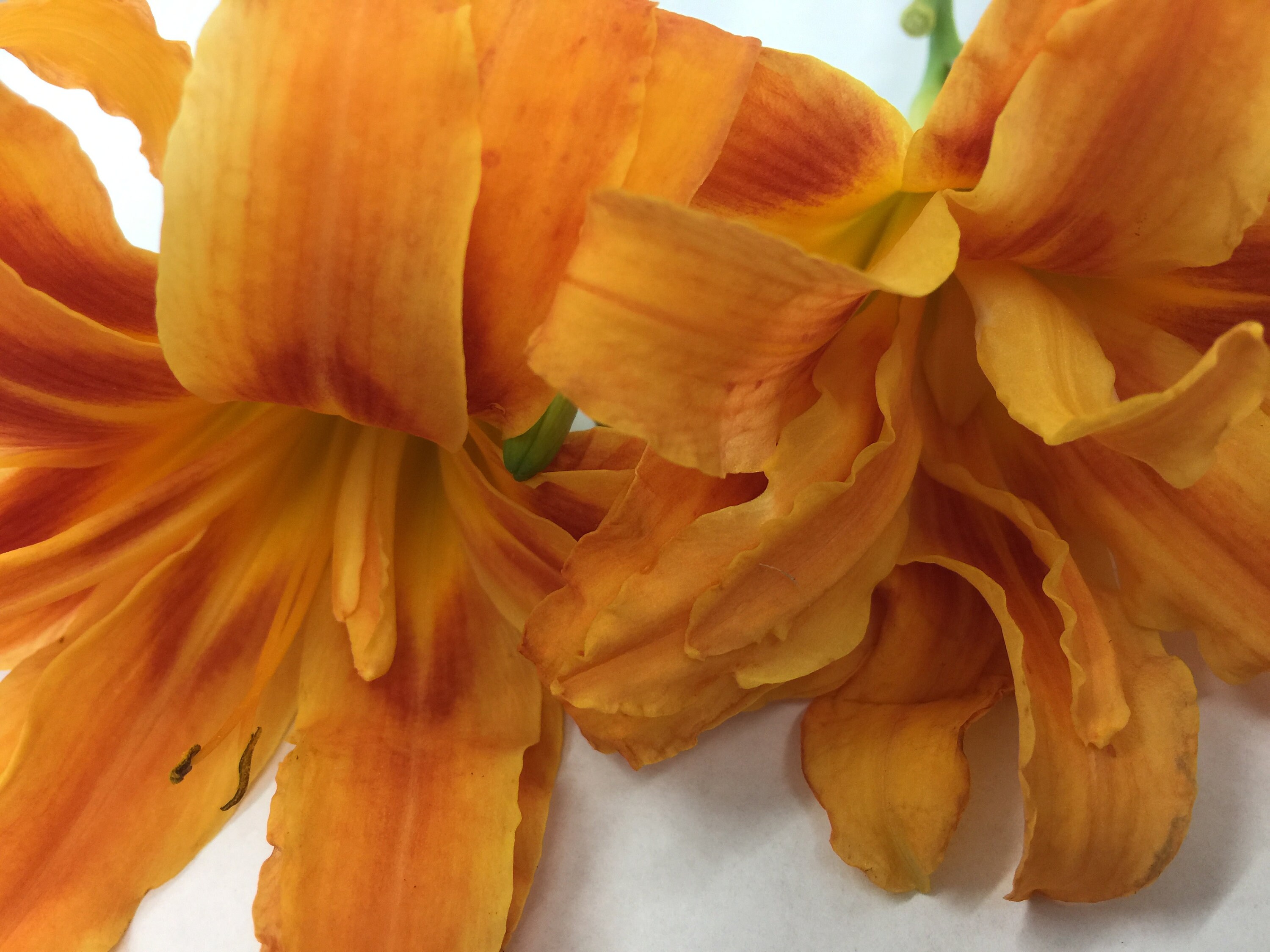 3 ORANGE DOUBLE BLOOM Daylily Fans/root Systems - Etsy
