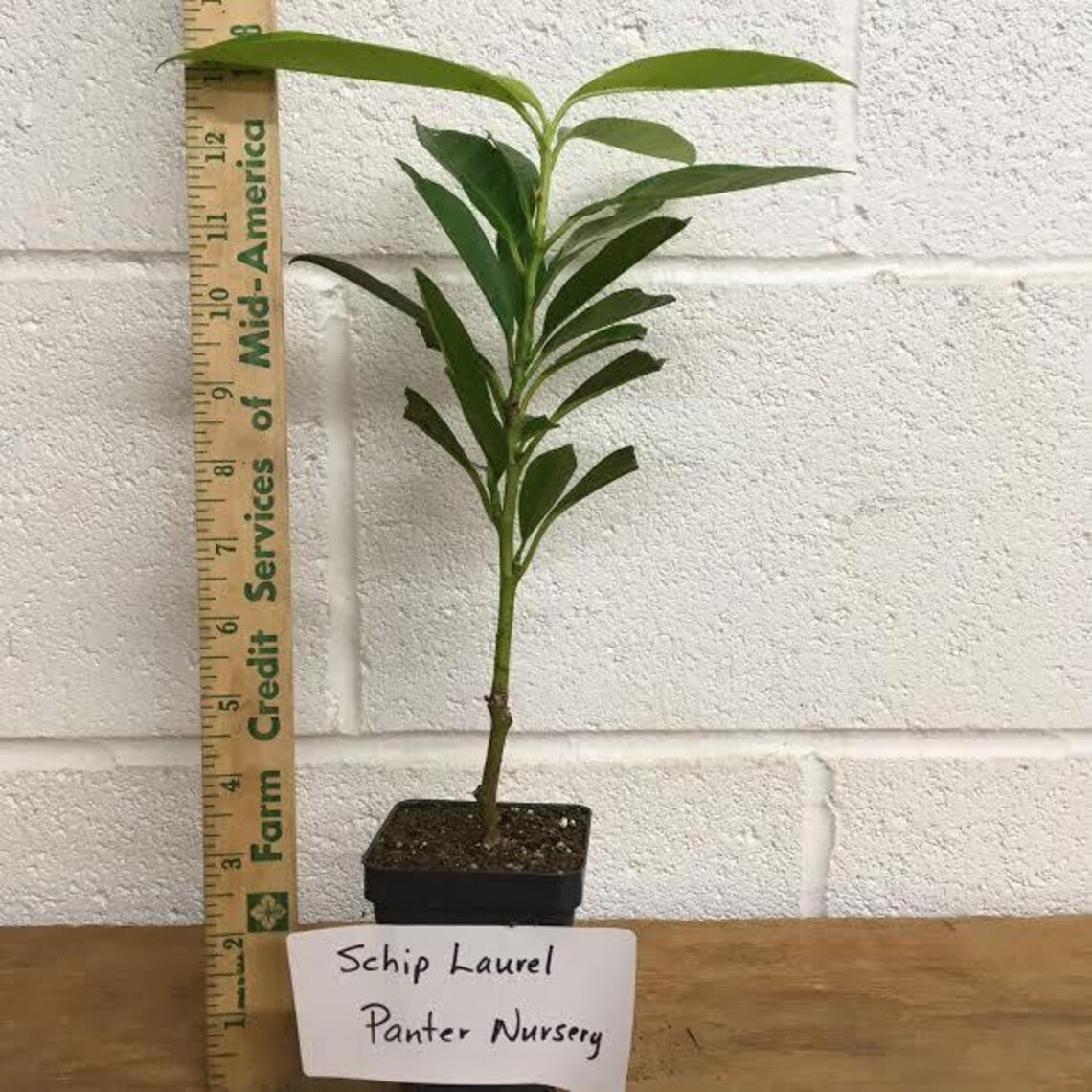 25 Schip Laurel Shrub-hedge (prunus Laurocerasus 'schipkaensis') - Etsy