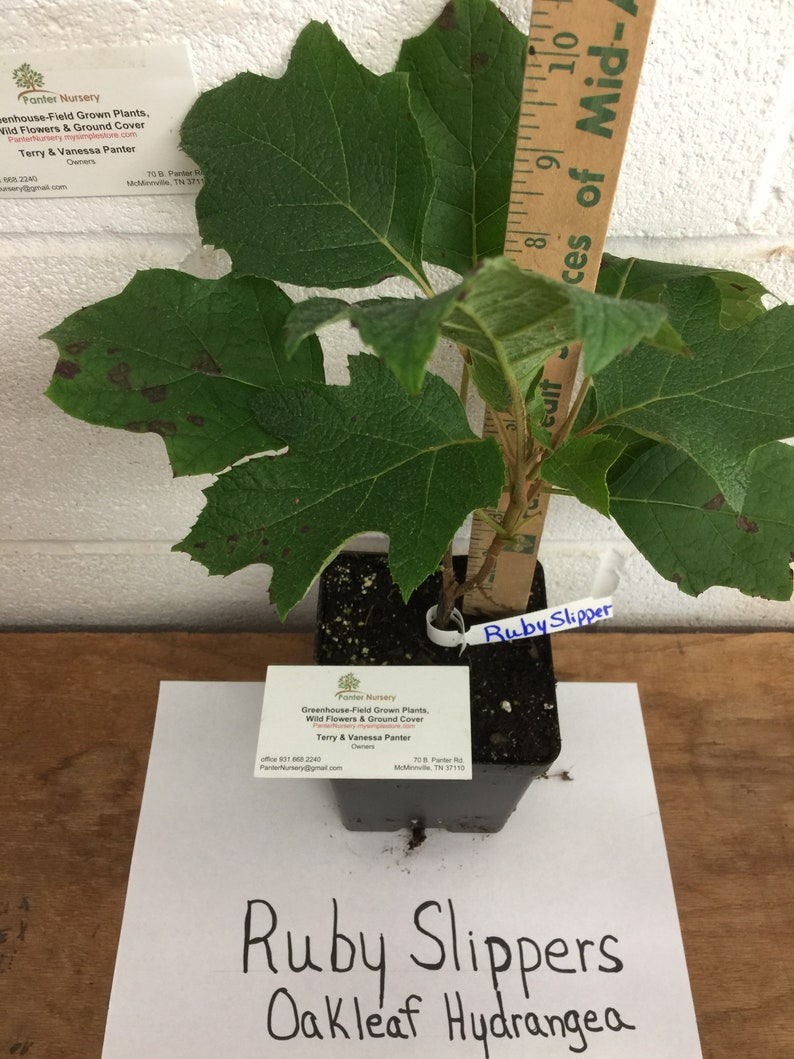 RUBY SLIPPERS Oakleaf Hydrangea Shrub - Etsy