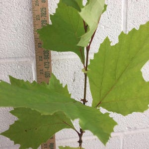American Sycamore Qt. Pot platanus Occidentalis - Etsy