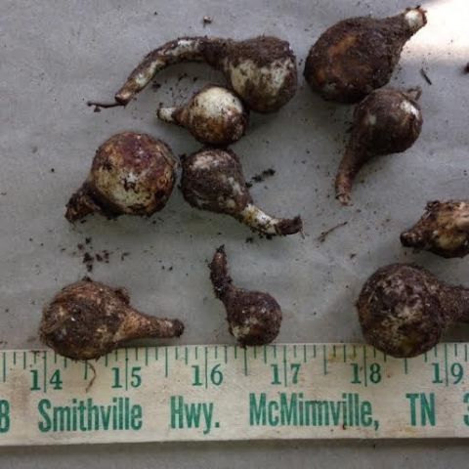 Wild Daffodil 25 Bulbs Buttercup,lent Lily (NARCISSUS PSEUDONARCISSUS ...