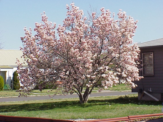 Dwarf Saucer Magnolia Tree