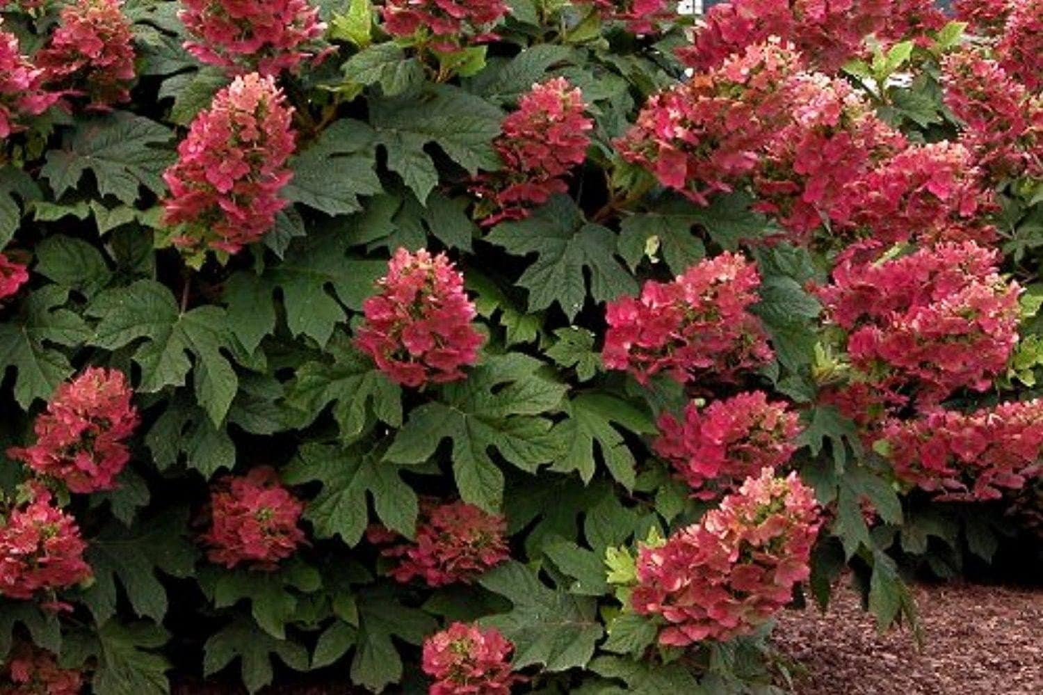 RUBY SLIPPERS Oakleaf Hydrangea Shrub - Etsy
