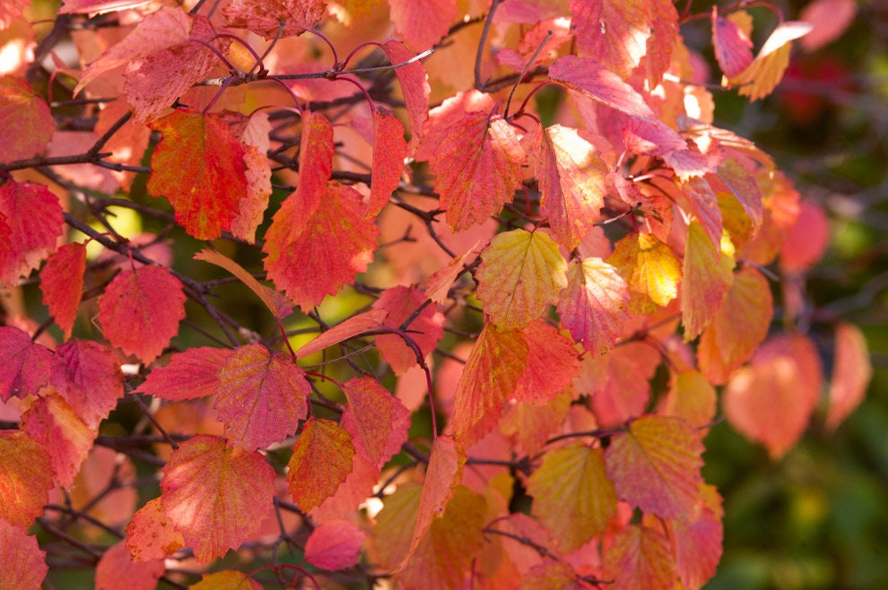Blue Muffin Viburnum Fall Color