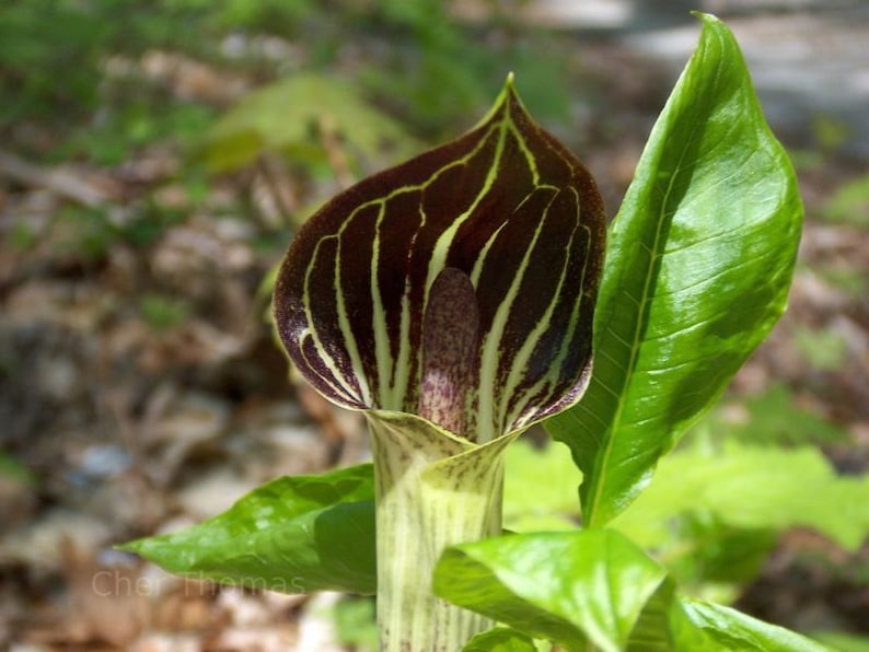 Jack-in-the-pulpit 5 Bulbs Indian Turnip - Etsy