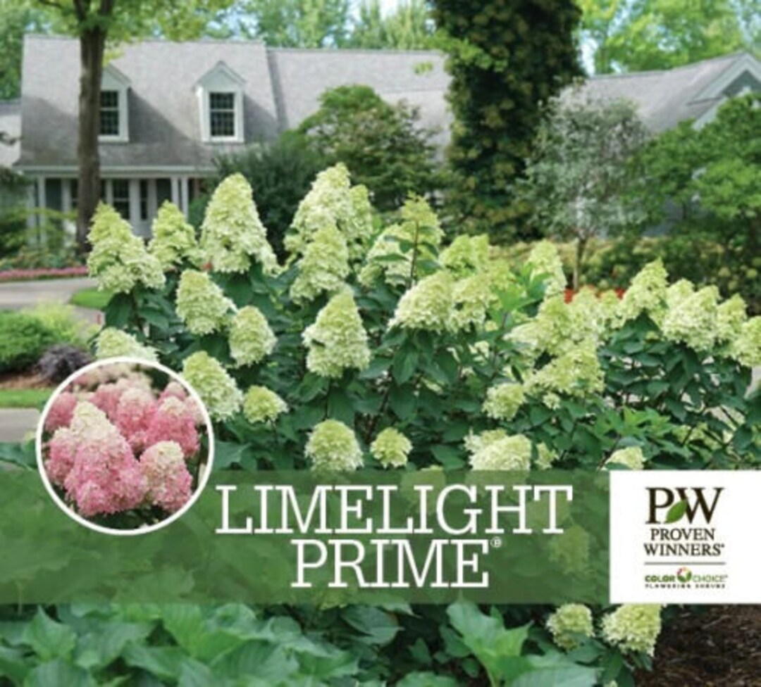 LIMELIGHT PRIME® Panicle Hydrangea Shrub PP#32511 - Etsy