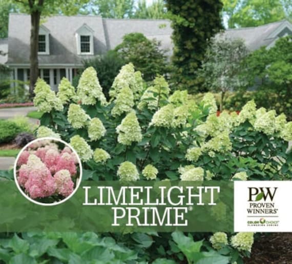 Limelight Hydrangea Hedge