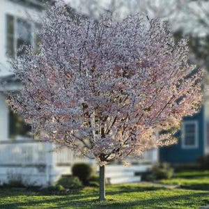 Double Pink Flowering Cherry Tree Ornamental - Etsy