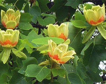 American Tulip Tree, Spring Flowers, Fall Color, Shade Tree, Full Sun ...
