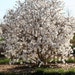Star Magnolia Gallon Pot Magnolia Stellata - Etsy