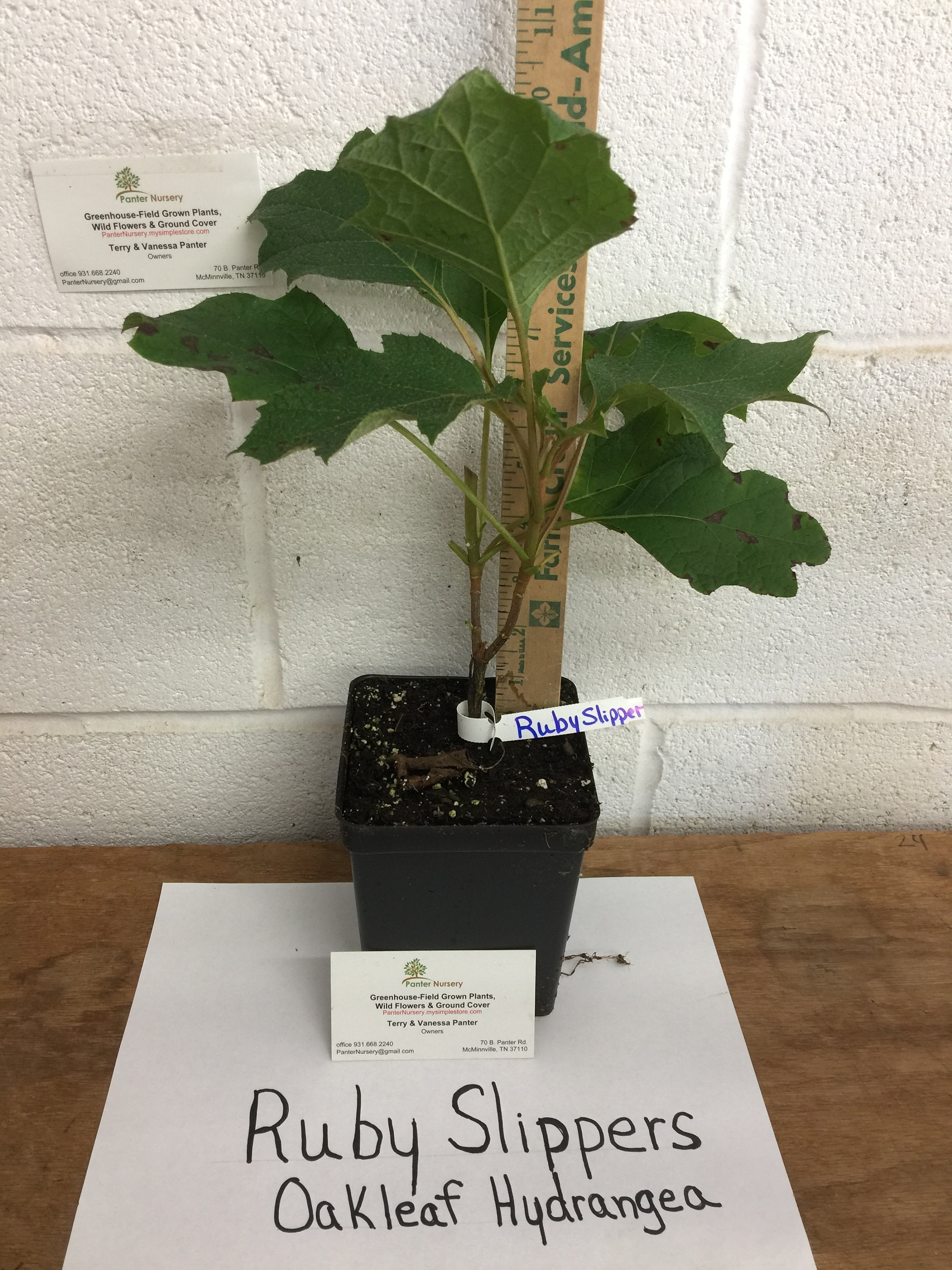 RUBY SLIPPERS Oakleaf Hydrangea Shrub - Etsy