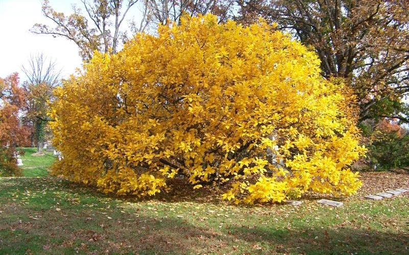 White Fringe Tree Qt. Pot Grancy Graybeard Chionanthus - Etsy