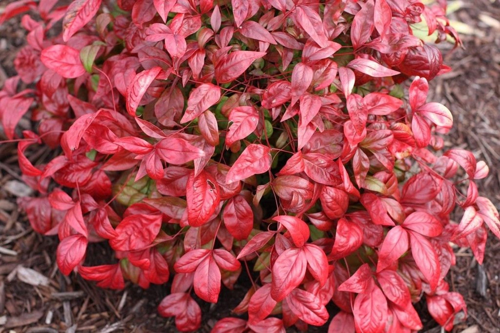 Dwarf Nandina Firepower (ornamental Shrub) - Etsy