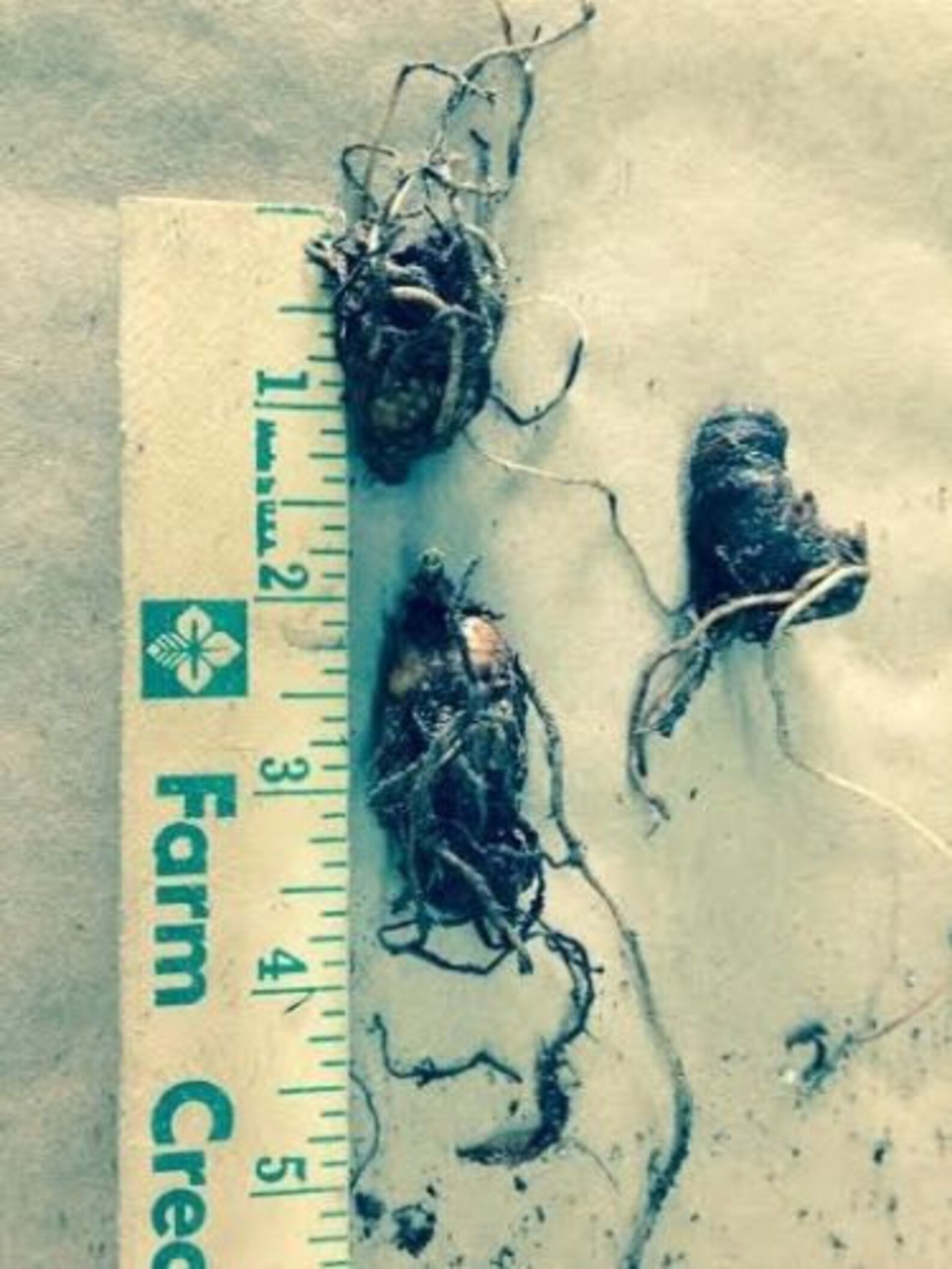 5 White Trillium Bulbs Wood Lily (trillium Graniflorium) - Etsy