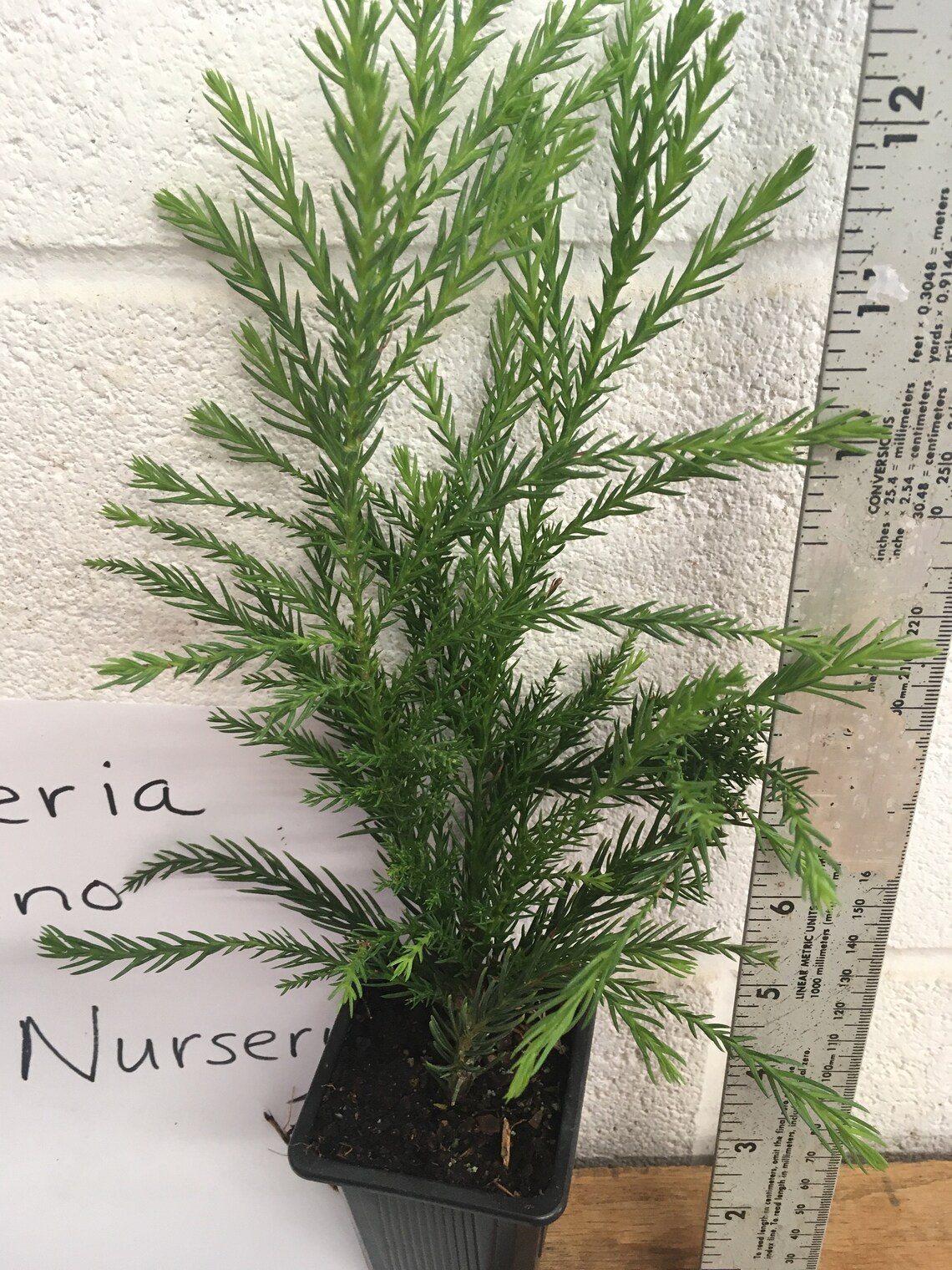 CRYPTOMERIA YOSHINO Japanese Cedar - Etsy