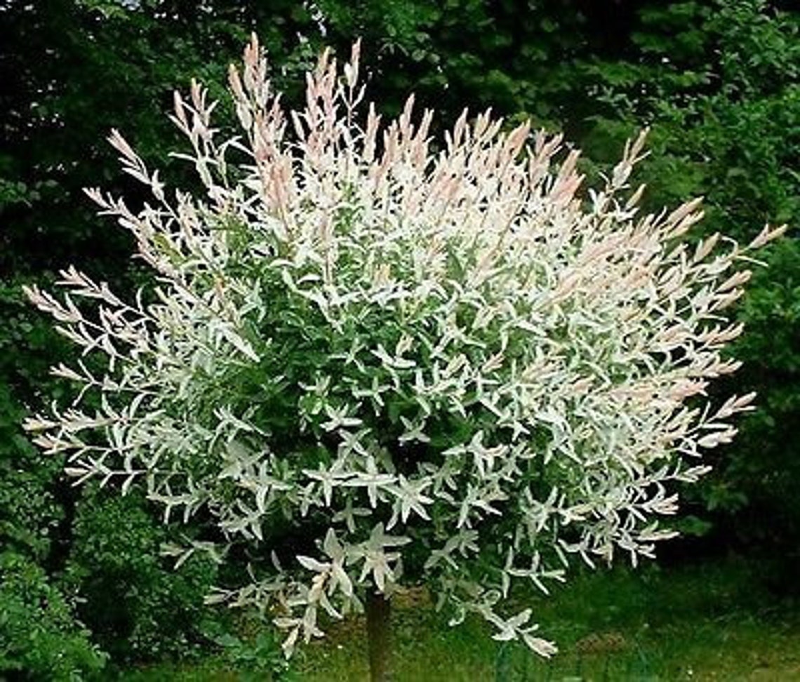 Japanese Dappled Nishiki Willow 4 Pot Shrub/tree - Etsy