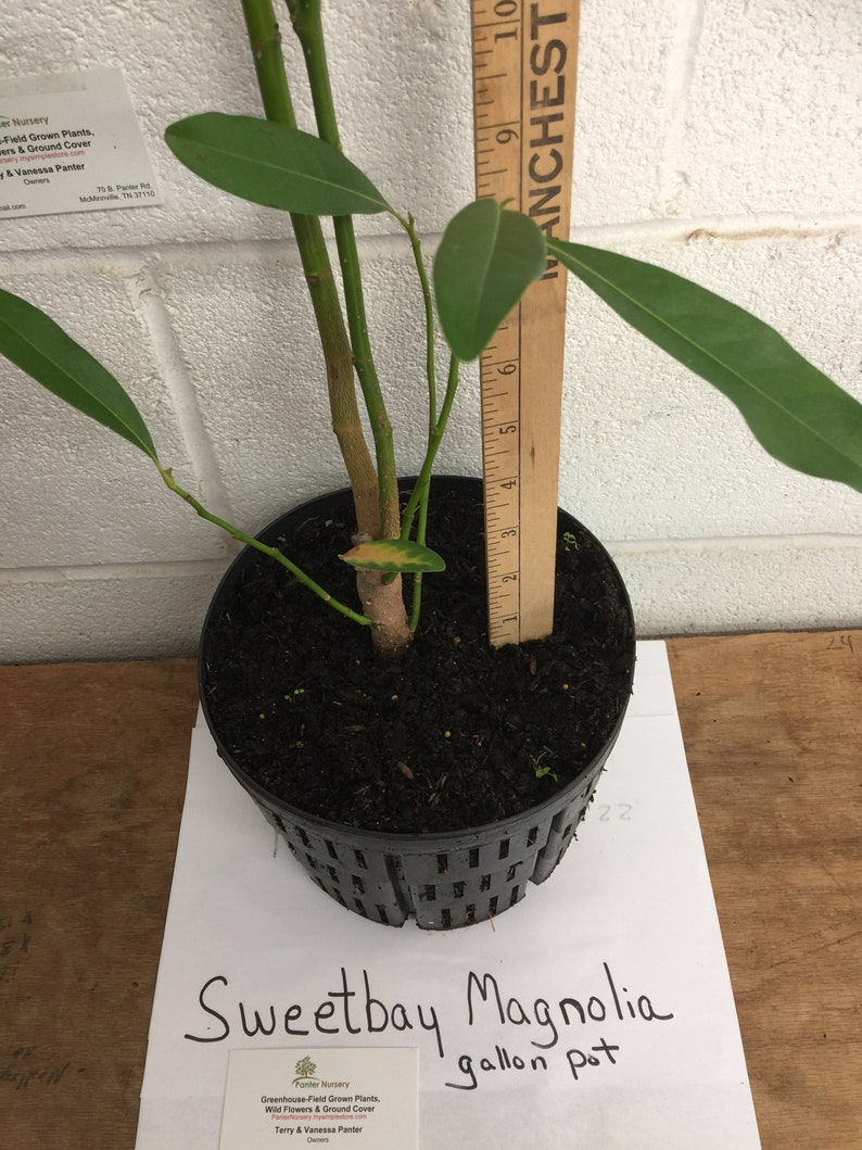 SWEETBAY MAGNOLIA Gallon Pot Laurel Magnolia, Swamp Magnolia - Etsy