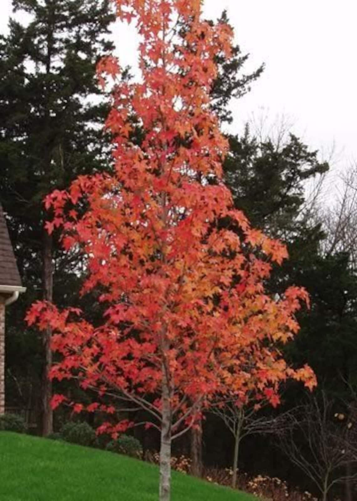 Sweetgum Tree (liquidambar Styraciflua) - Etsy
