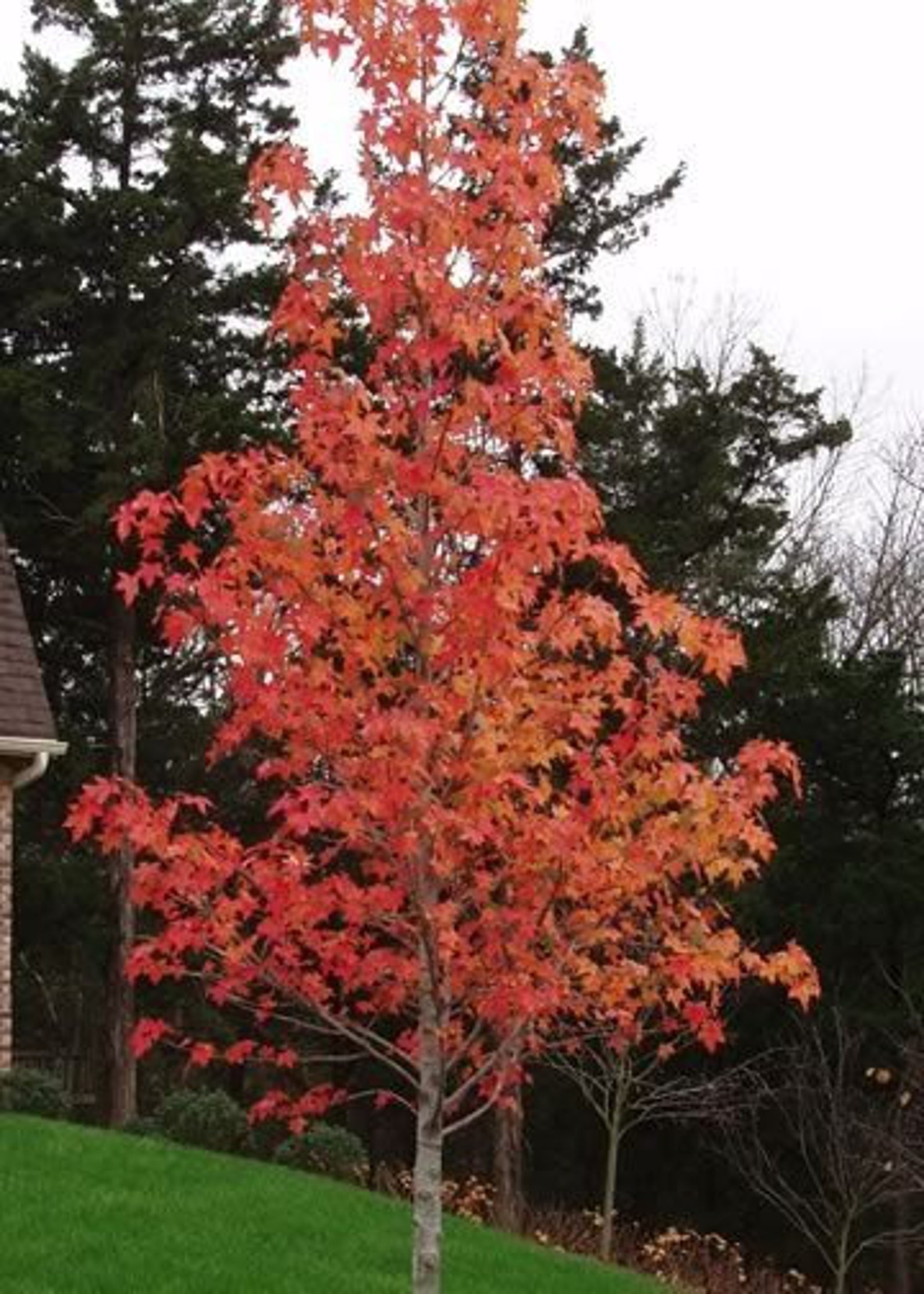 Sweetgum Tree (liquidambar Styraciflua) - Etsy