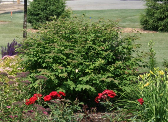 Dwarf Burning Bush Plant