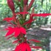 Red Cardinal Flower 5 Roots, Lobelia Cardinalis - Etsy
