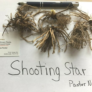 Shooting Star 5 Bulb/roots Perennial - Etsy