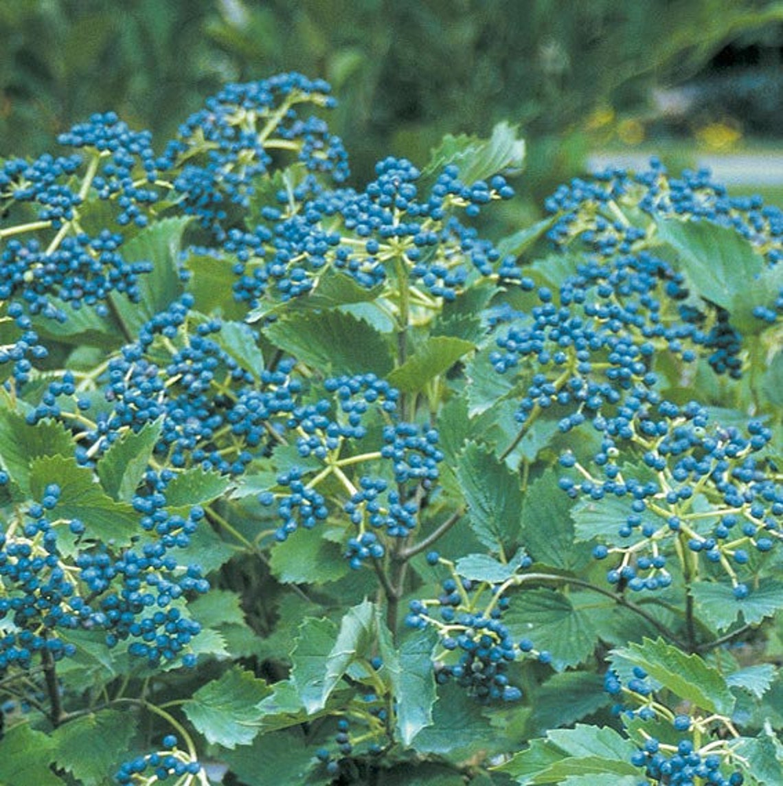 CHICAGO LUSTRE Viburnum Shrub - Etsy