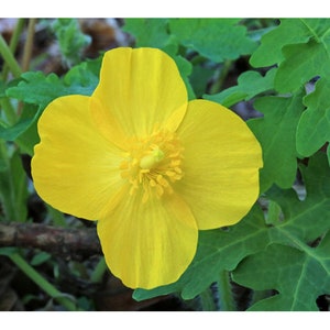 5 CELANDINE POPPY Bulb (stylophorum Diphyllum), Native Wood Poppy - Etsy