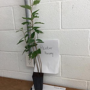 River Birch MULTI Stem Tree (betulanigra) - Etsy