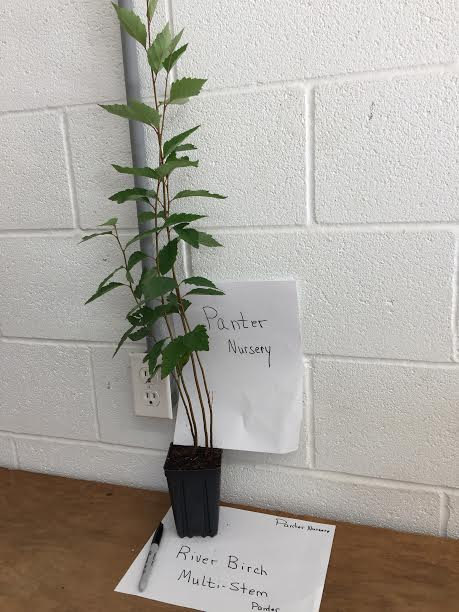 River Birch MULTI Stem Tree (betulanigra) - Etsy